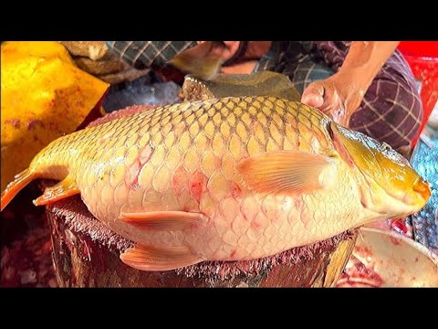 Nonstop Live Gravid Fish Cutting And fillet | Gravid Fish Cutting ...