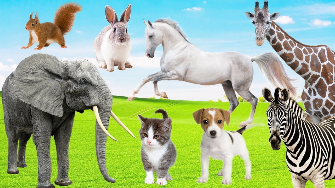 Sounds of wild animals, familiar animals: Horse, Elephant, Giraffe ...