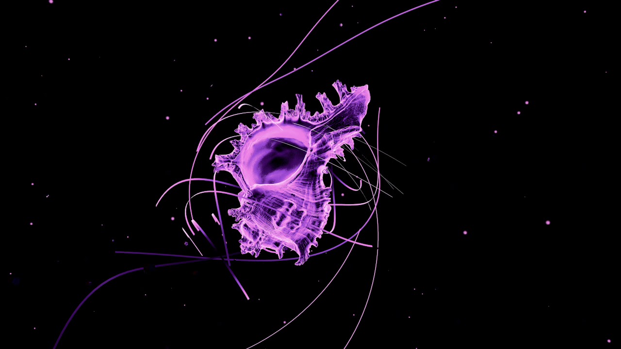 Shell animation - YouTube