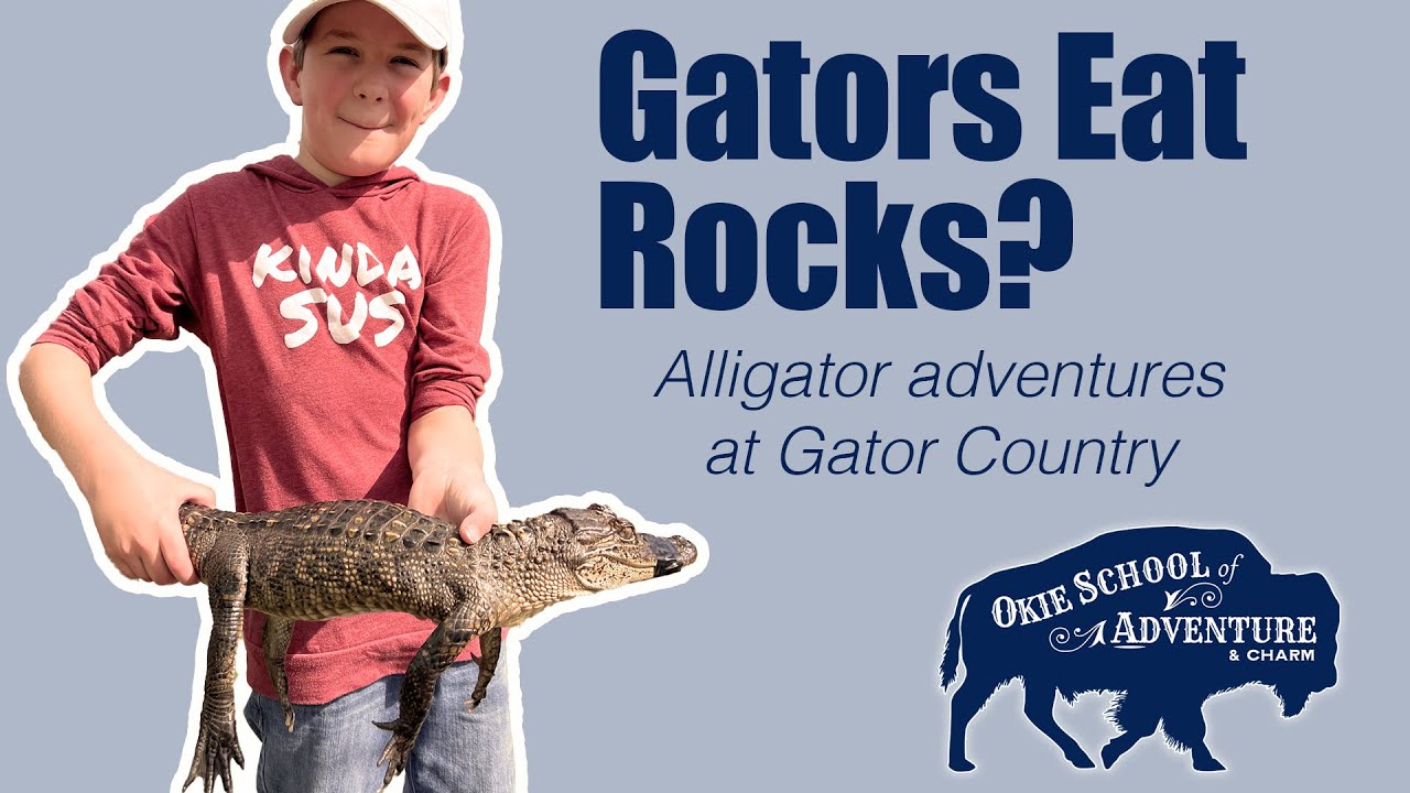 Why Gators Eat Rocks and Other Alligator Surprises - YouTube