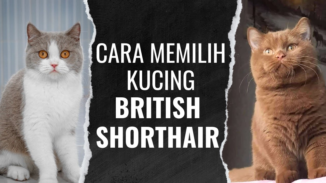 KUCING BRITISH SHORTHAIR ADA BERAPA KUALITAS ?? - YouTube