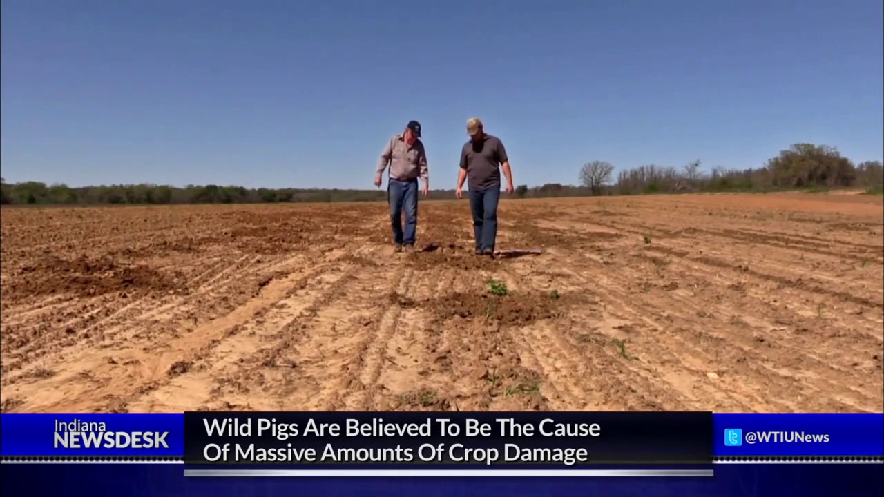 Wild Pigs Believed To Be Cause Of Crop Damage - YouTube