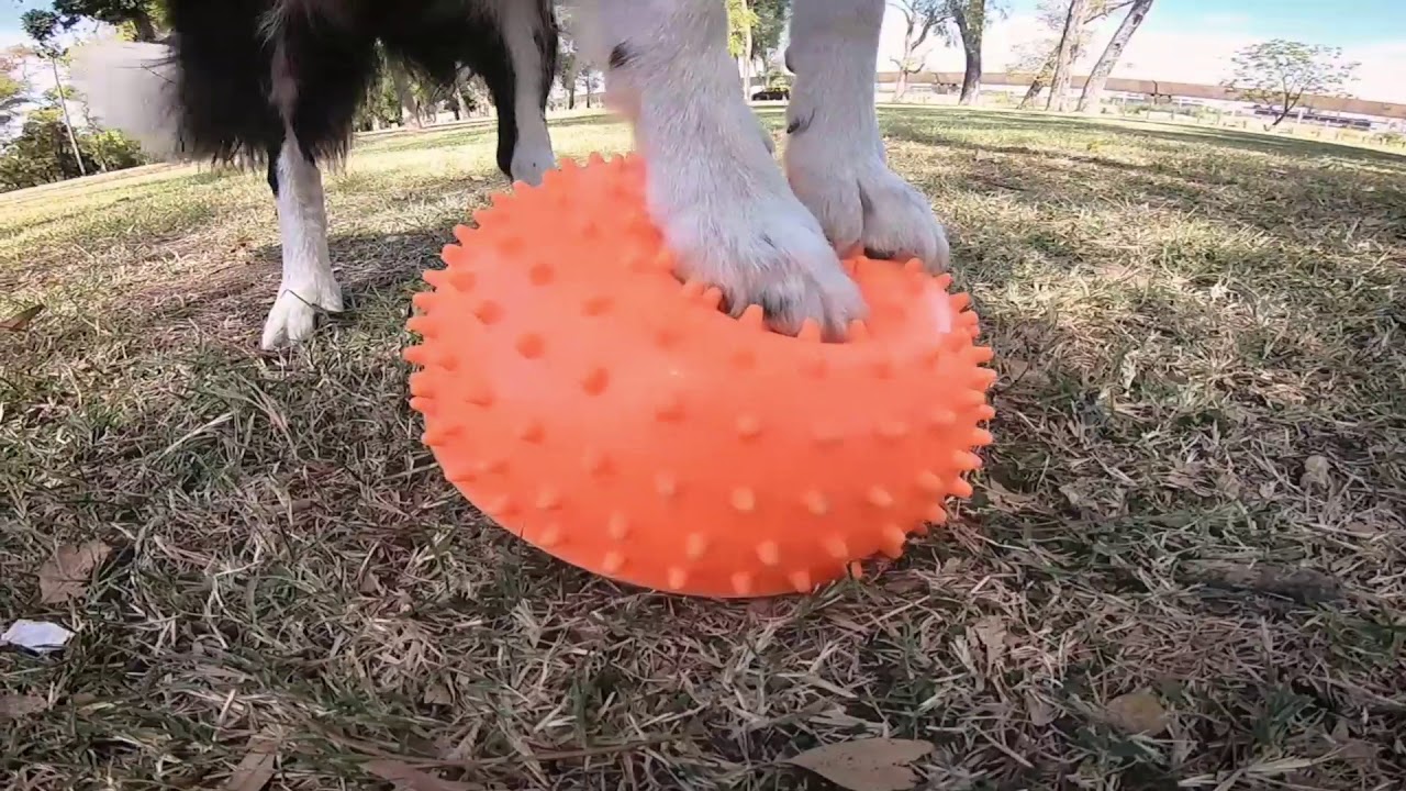 Ejercicios de Propiocepción para hacer con tu perro! - YouTube