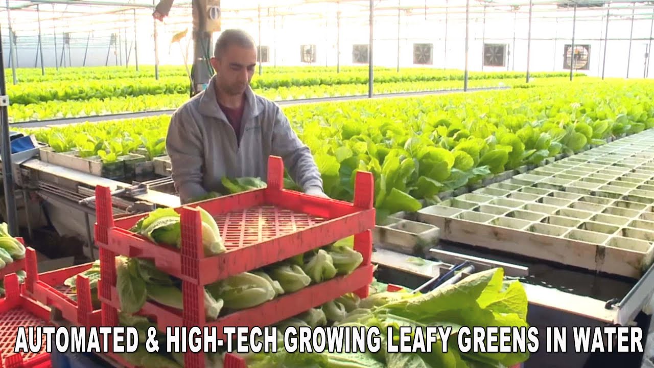 Large-Scale Hydroponic Farming - How Business Men Grow Leafy Vegetables ...