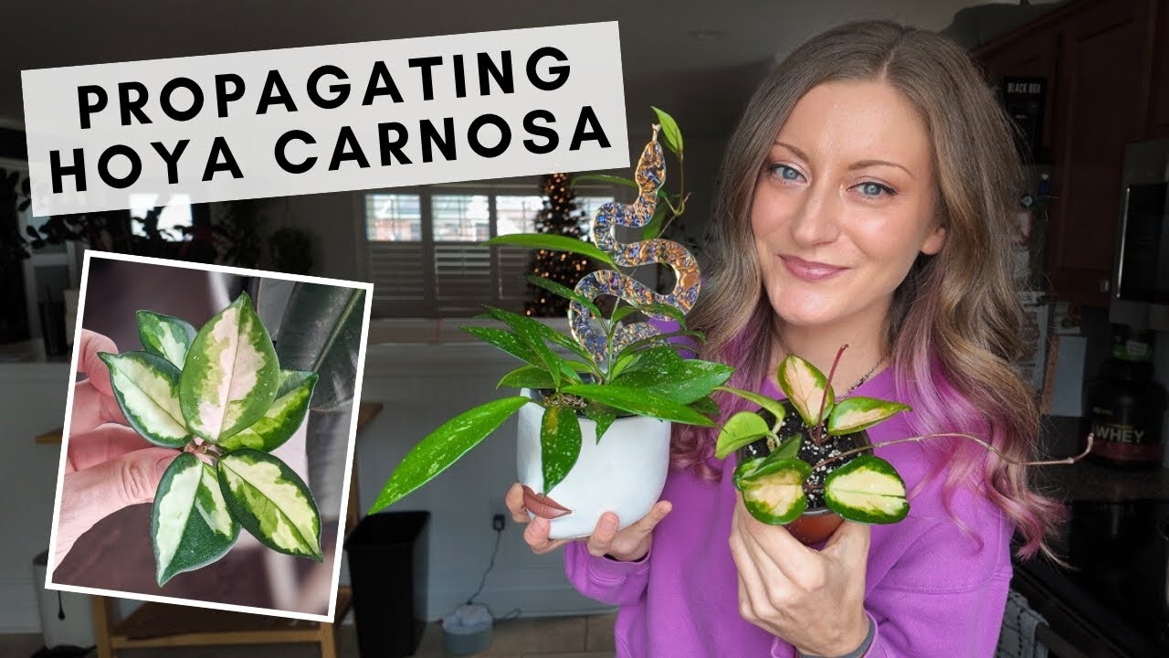 My fail-proof hoya carnosa stem propagation tutorial (works for similar Hoya varieties!) - YouTube
