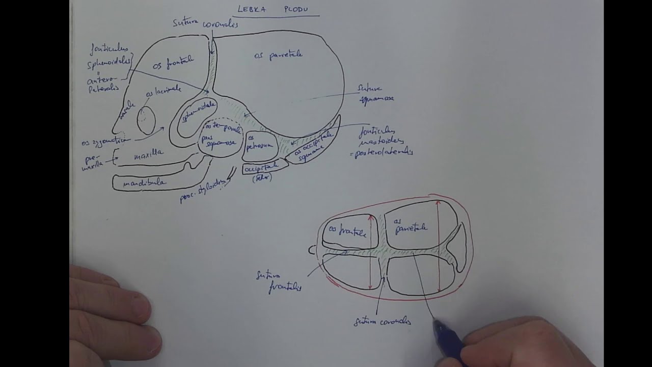 11_04 Lebka plodu, švy a fontanely - YouTube
