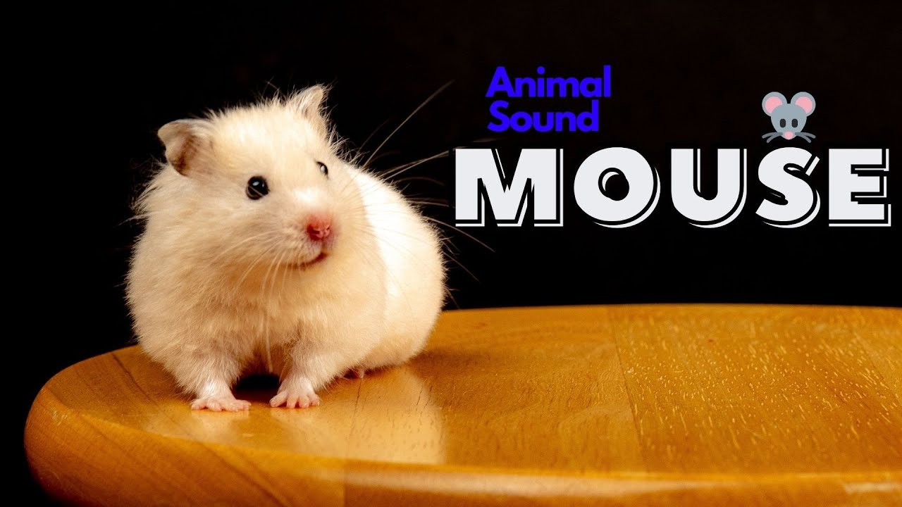 ANIMAL SOUNDS : MOUSE #16 - YouTube