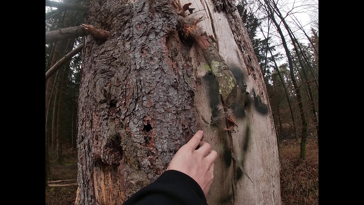 INFO VIDEO Unbelievable Insane Dangerous Free Climbing On A Dead Tree ...