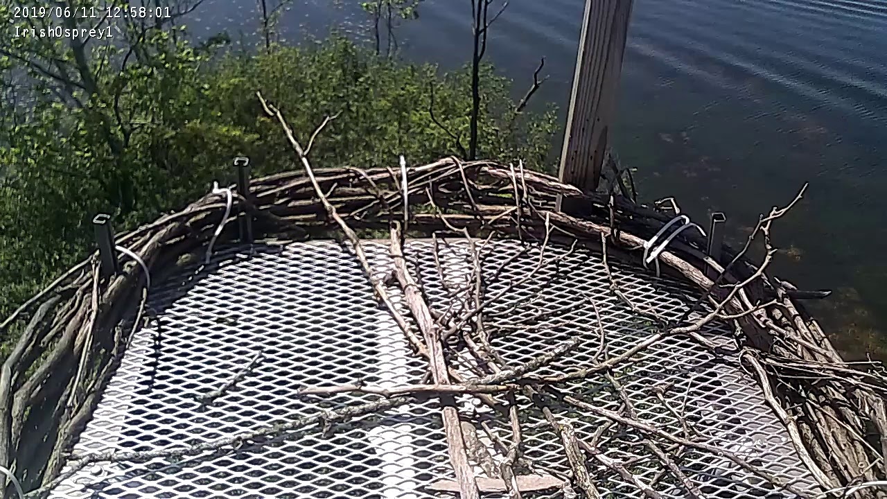 Irish Osprey Live Stream - YouTube