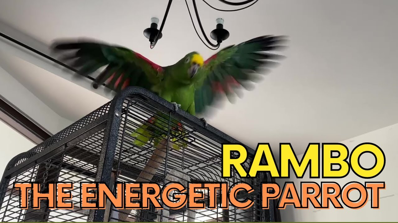 RAMBO THE ENERGETIC PARROT - YouTube