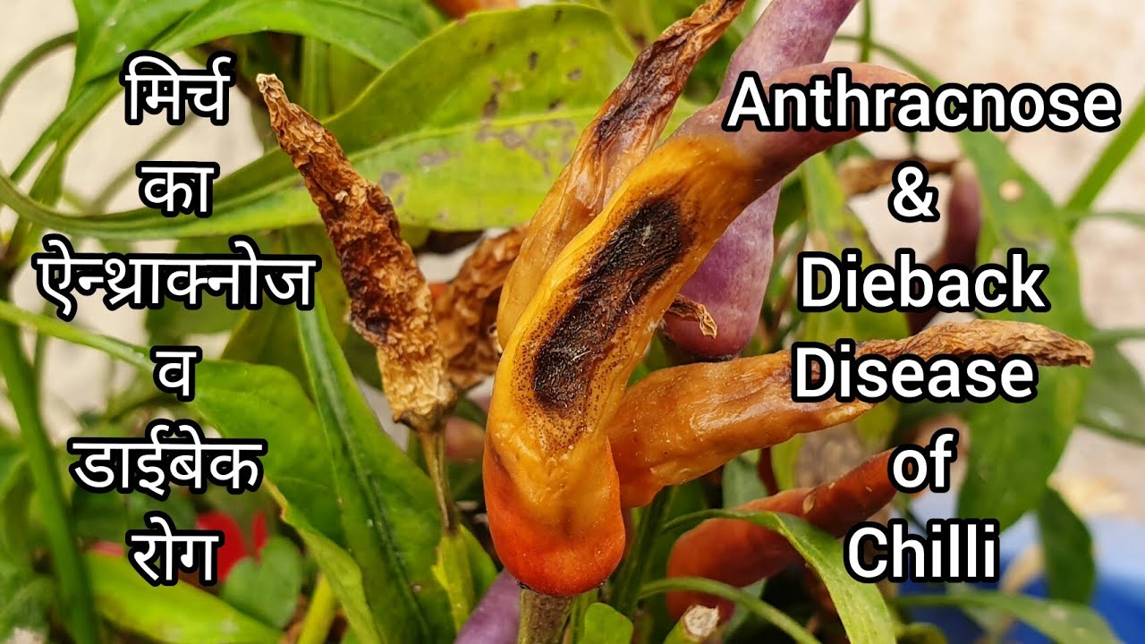 King Chilli Diseases at Hunter Wang blog