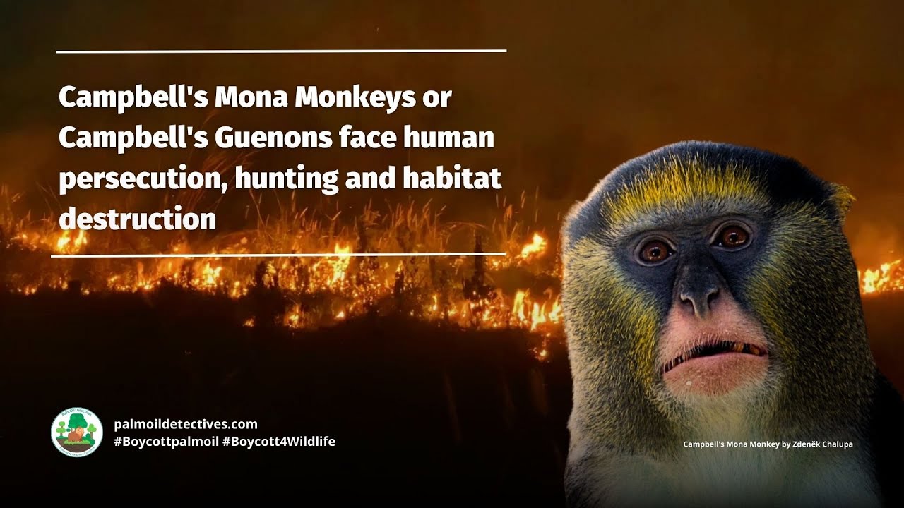 Campbell's Mona Monkey Cercopithecus campbelli - Africa - YouTube