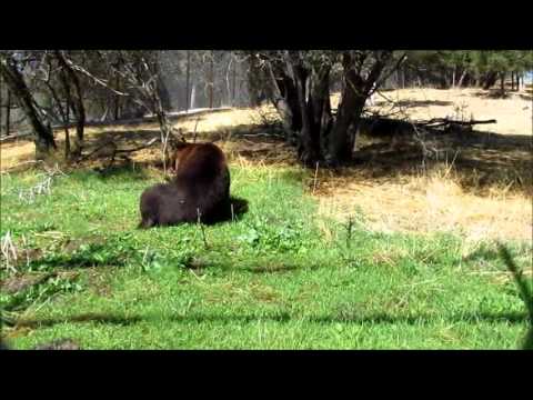 Ben the Bear - YouTube