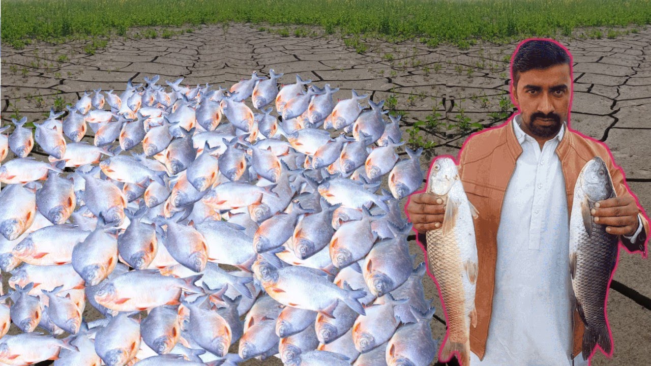 70kg Fish Fry | Simple and Delicious Fish Fry | Cooking Recipe - YouTube