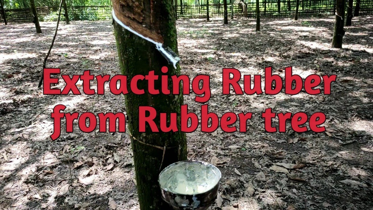 How to extract rubber naturally from rubber tree - YouTube