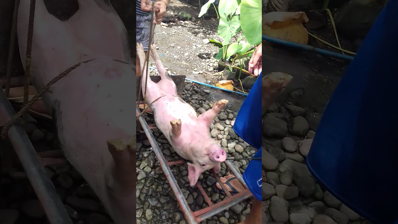 How to catch the pig and tied up - YouTube