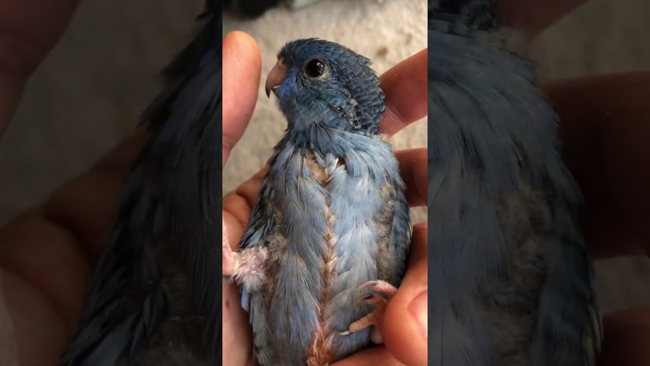 Lineolated Parakeet (Cobalt Blue / Unsexed / DOB: 08/25/19) - YouTube
