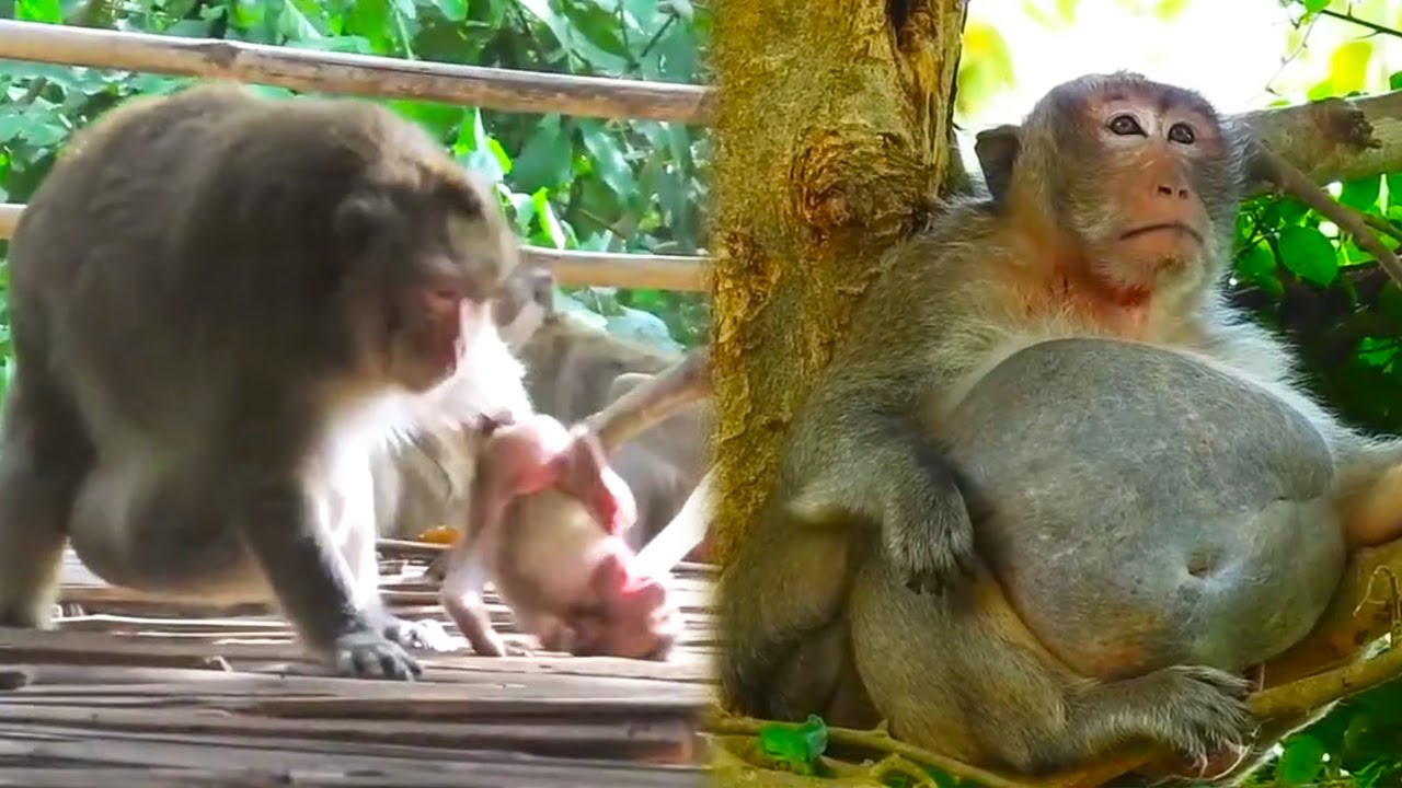 Charlie the monkey has a very hot temper. His belly is as big as a ...