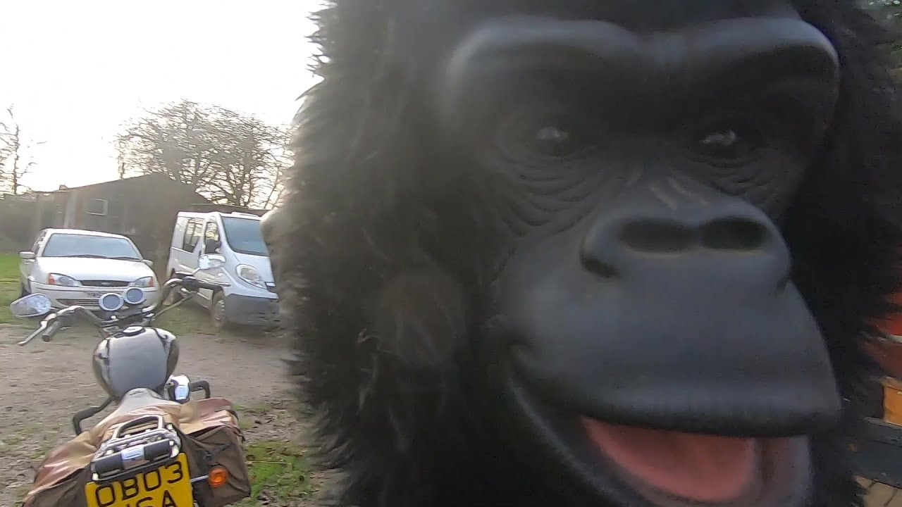 Harley Davidson Boxing Day Ride. The Chimpanzee Gets Scared. - YouTube