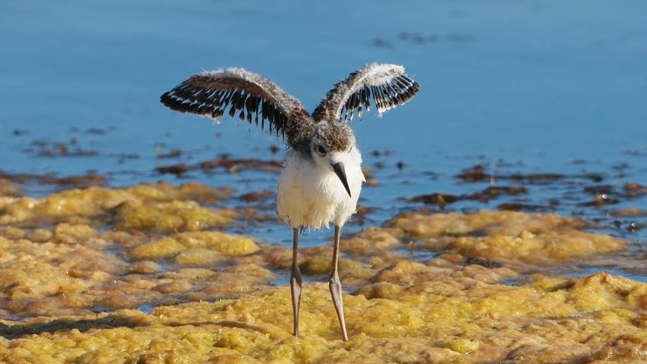 Black-necked Stilt baby: first independent steps - YouTube