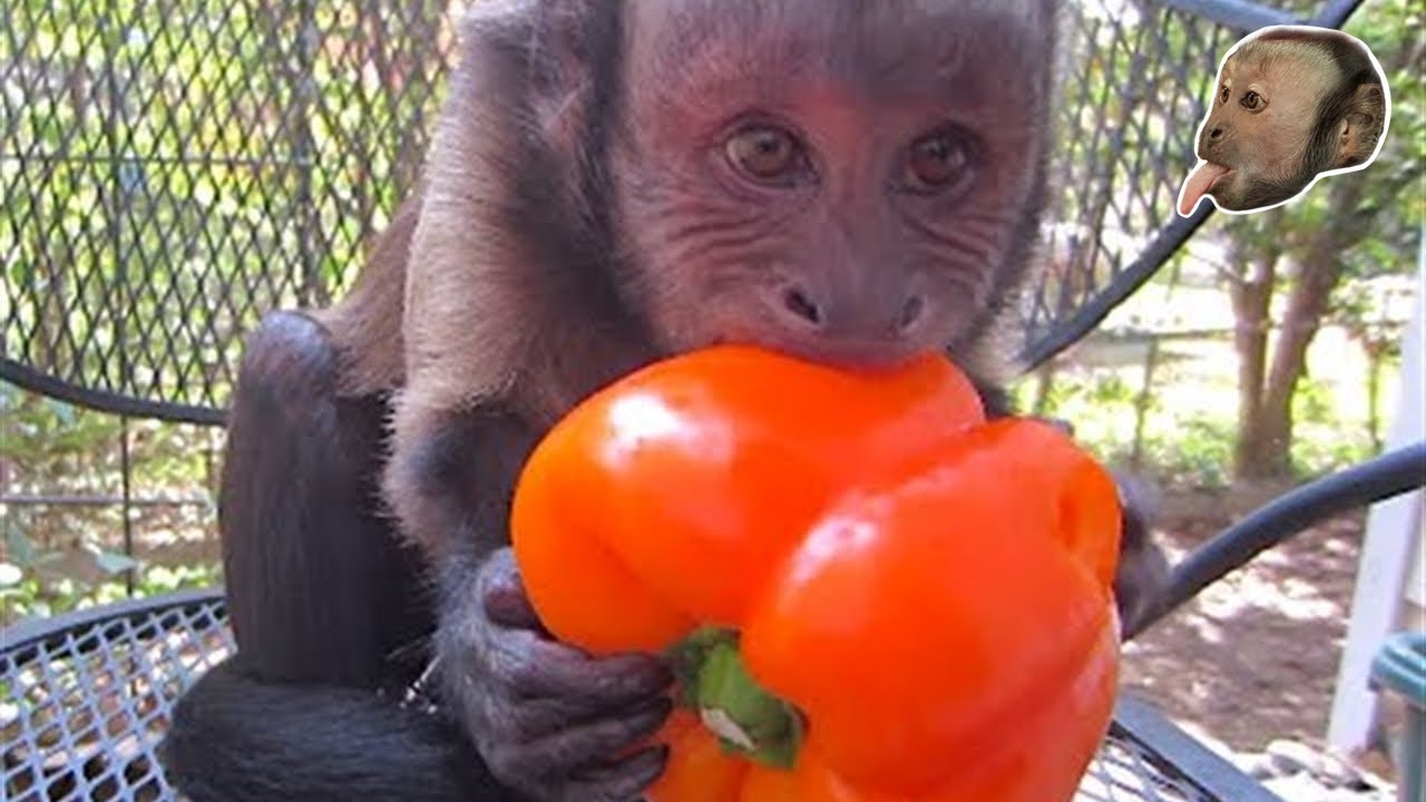 Monkey Mondays! Happy Halloween! - YouTube