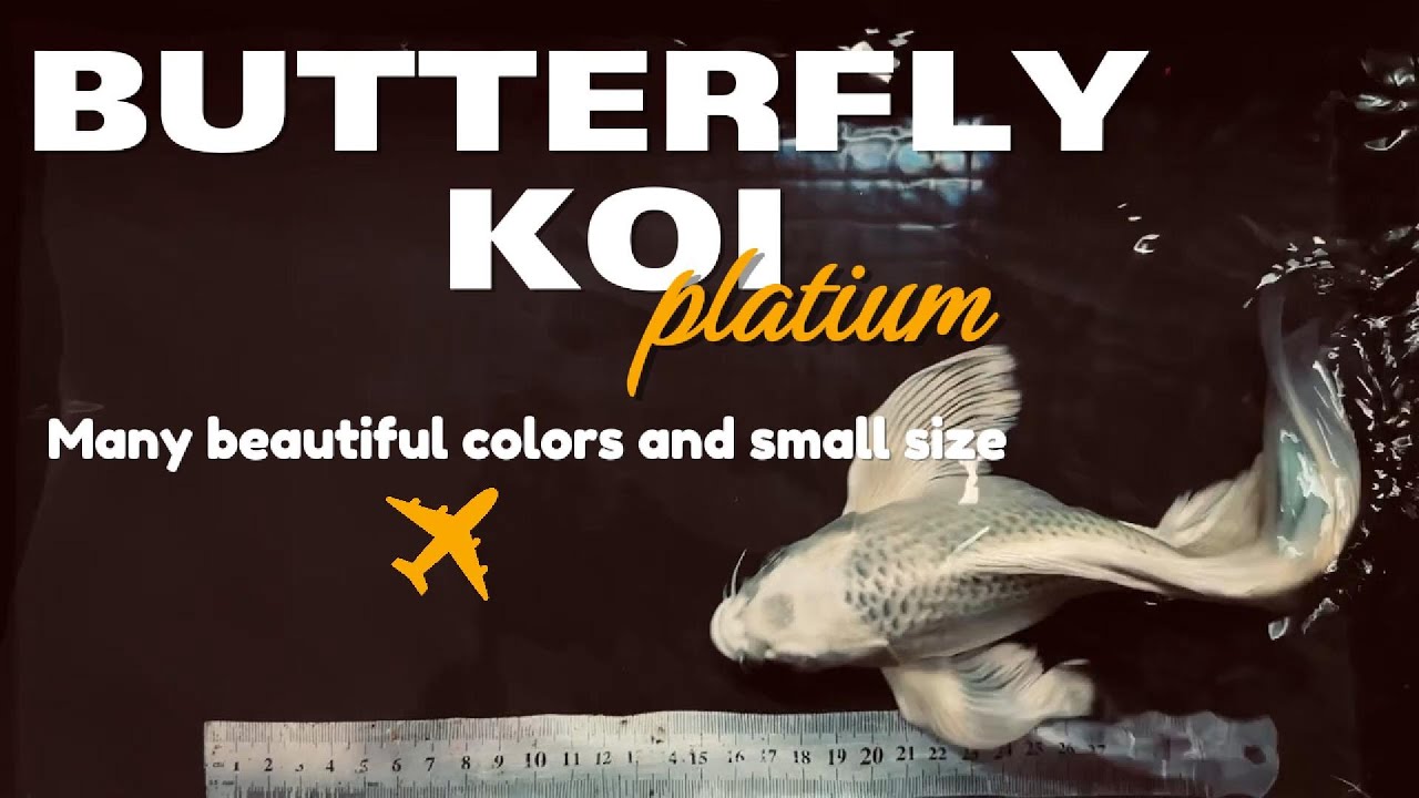 Saigon Fish | Beautiful, Unique Lion Butterfly Koi Platium Carp For ...