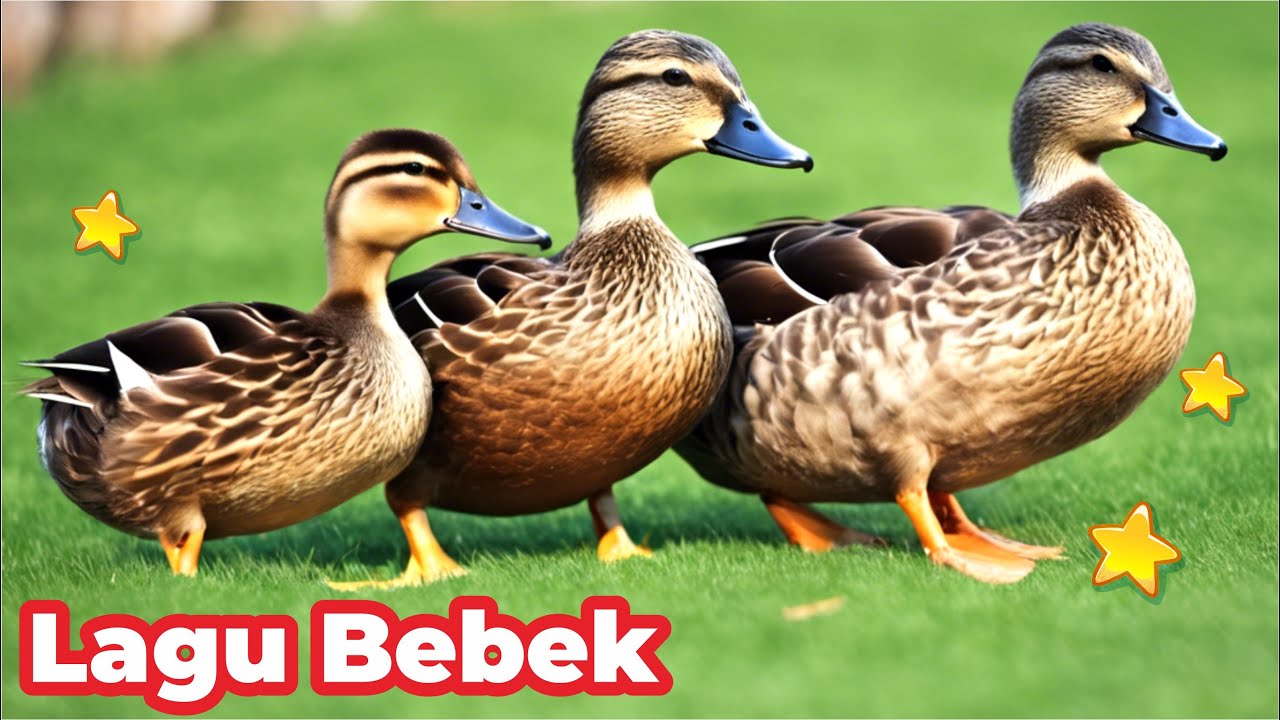 bebek adus kali nyucuki sabun wangi , lagu bebek adus kali nyosori ...