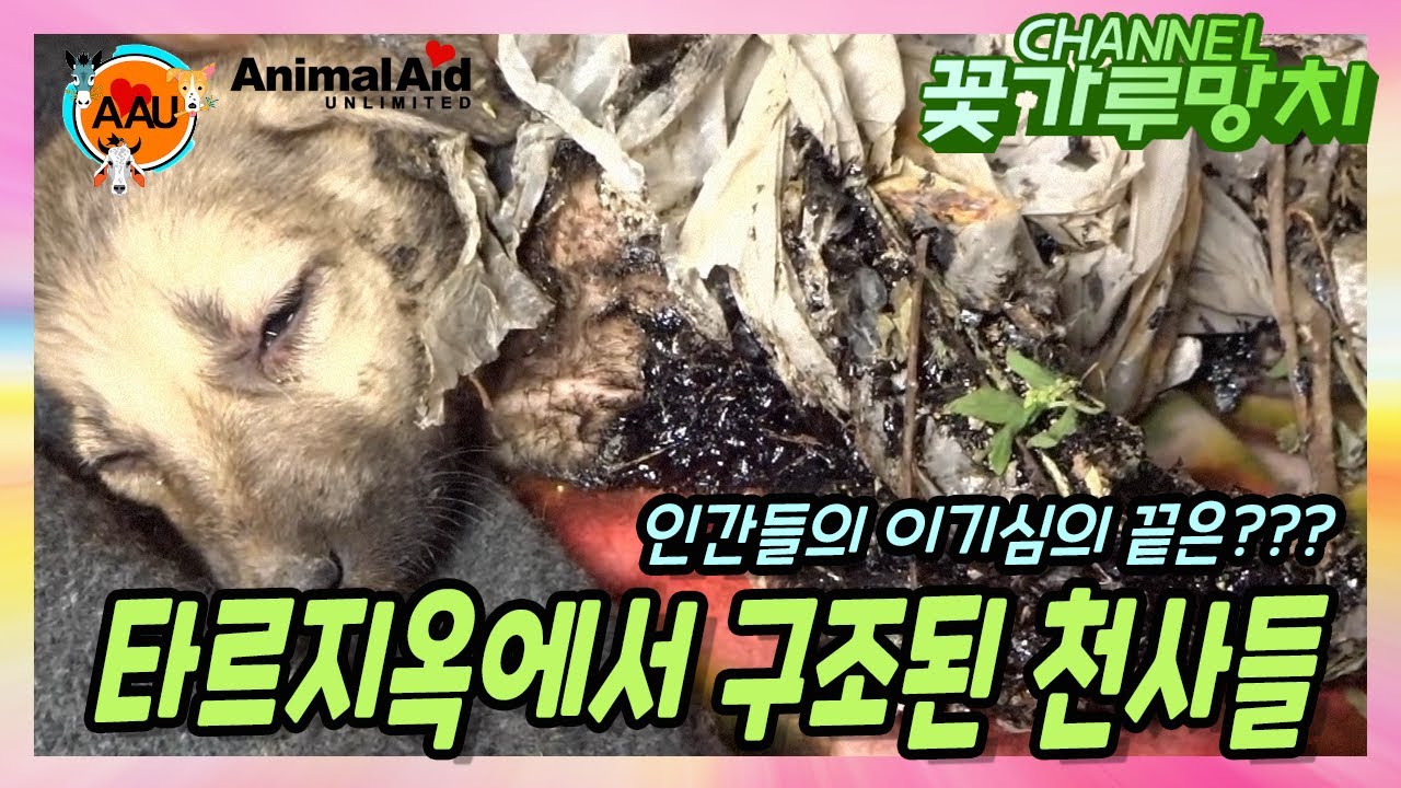 타르 지옥에서 구조된 천사들~ Angels rescued from Tar Hell - YouTube