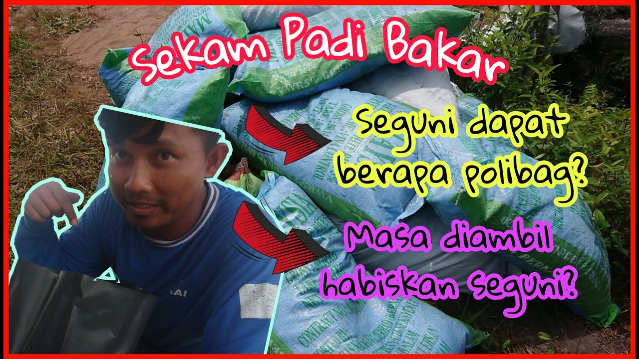 Sekam padi Bakar @ Seguni dapat berapa polibag? @ Masa diambil habiskan ...