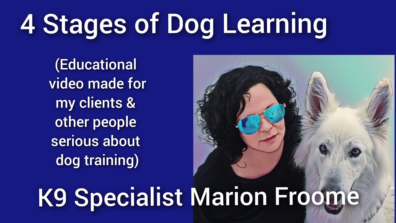 Dog training Education- The 4 stages of learning - YouTube