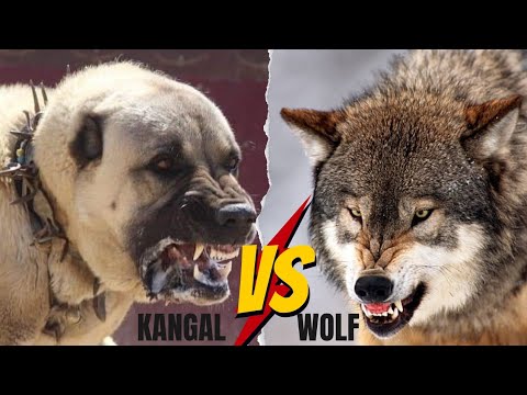 Kangal vs Wolf : Which breed will win? - YouTube
