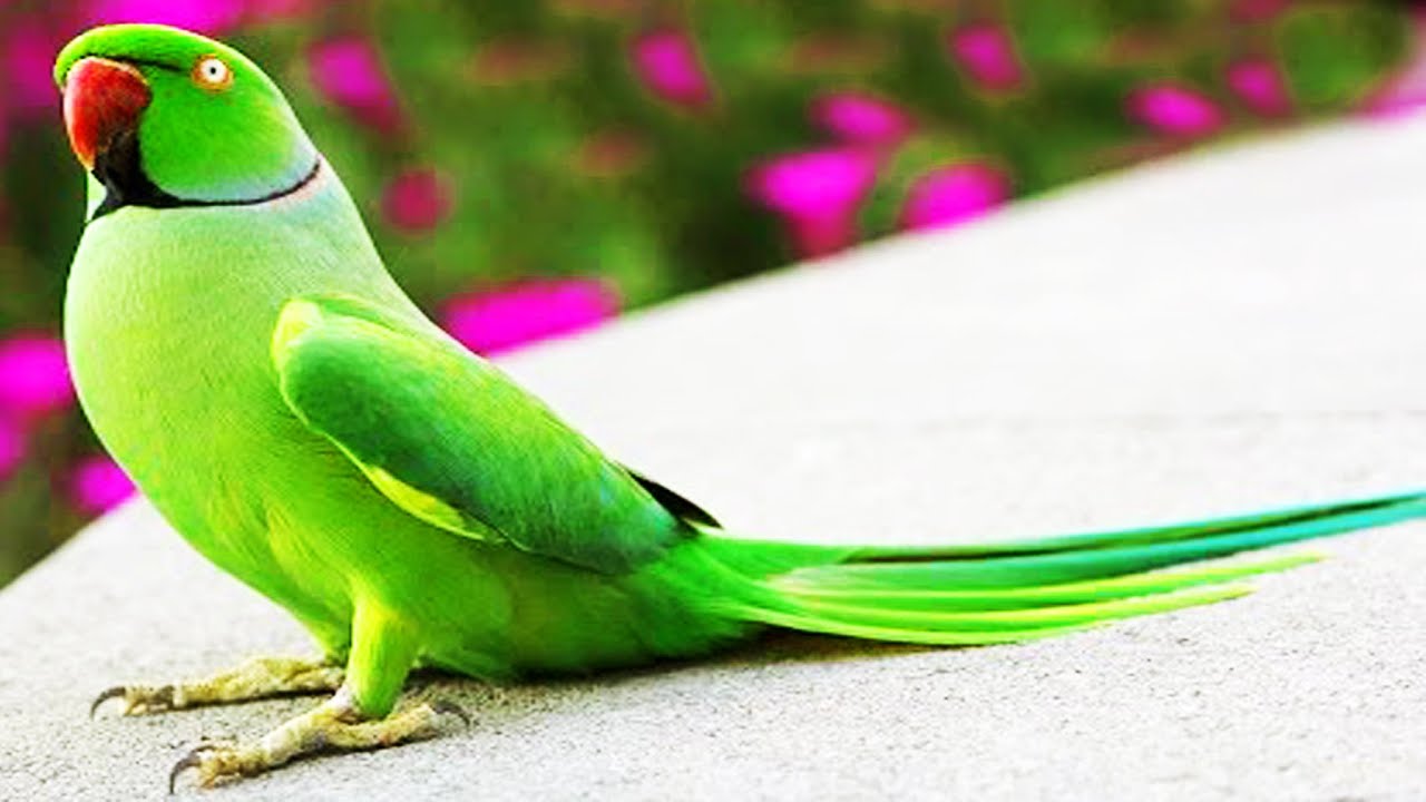 Green Parrot Talking Natural Sounds Effect 4K Video 2023 - YouTube