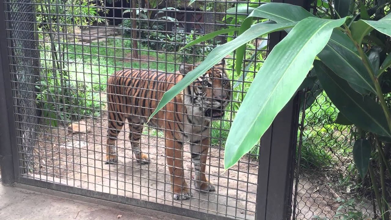 Tiger mating call - YouTube