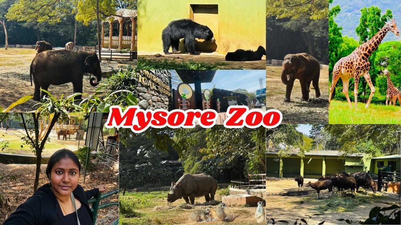 Mysore zoo | Mysore zoo Full Tour | Sri Chamarajendra Zoological ...