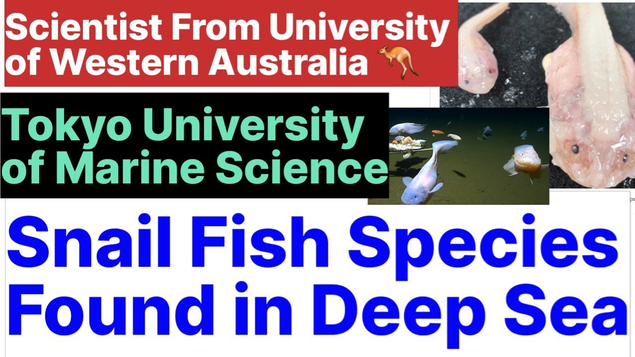 Snail fish Species Found in Deep Sea Universe, Japan Scientist ...