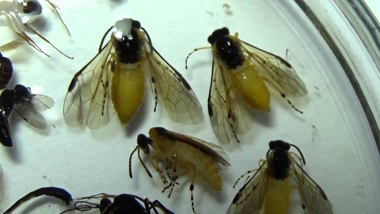 Under Microscope: Unique Turkish Parasitic & Phytophagous Hymenoptera ...