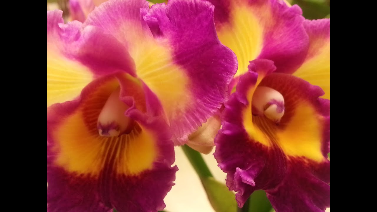 Cattleya Orchid 'Dick Smith Paradise' In Sheath/ In Spike - YouTube