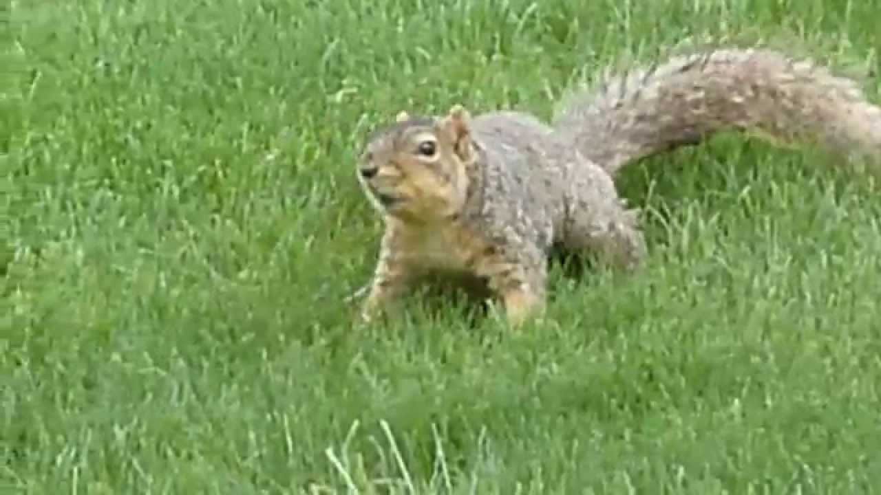 Drunken neighborhood squirrel - YouTube