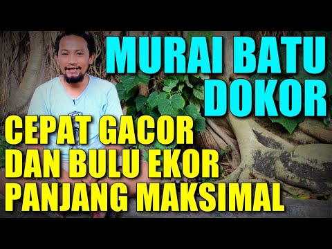 cepat gacor dan bulu MURAI BATU panjang maksimal 🔴 rawatan MURAI BATU DAKOR atau tumbuh bulu