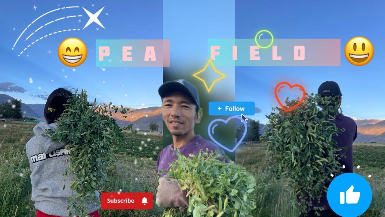 Plucking Pea in a Field #travel #plucking #flowers #together @Zanskari ...