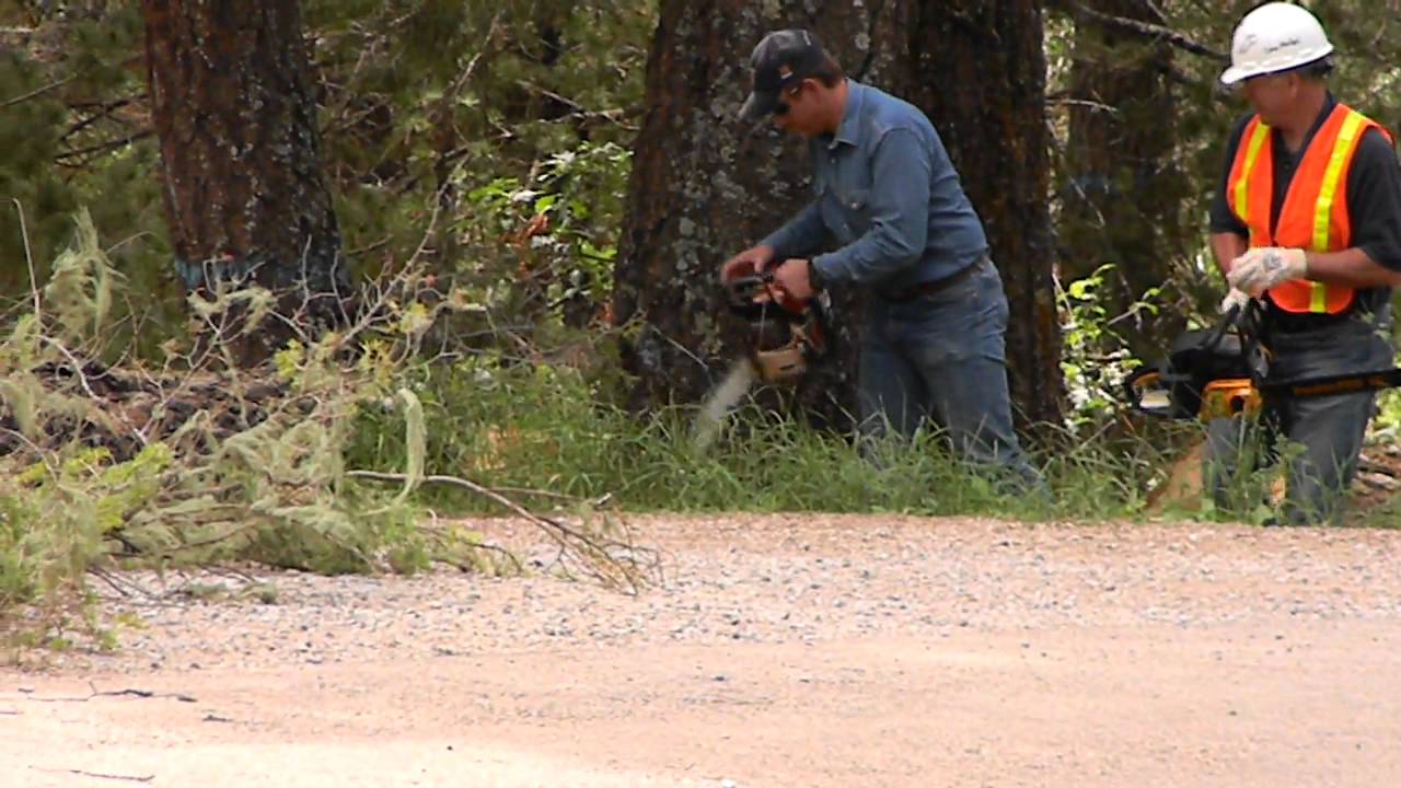 CONGRESSMAN STEVE PEARCE CUTTING DOWN FIRST TREE - YouTube