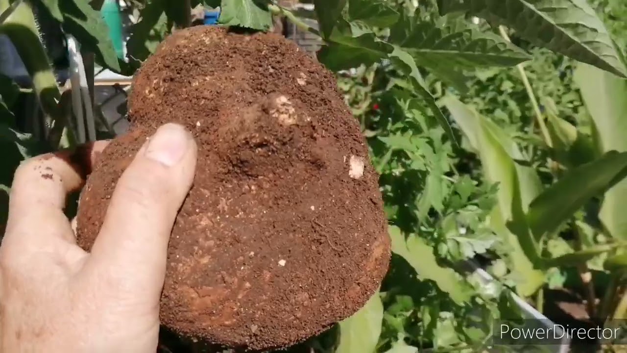 COMO OBTENER SEMILLA DE JICAMA EN MACETA 2 DA PARTE - YouTube