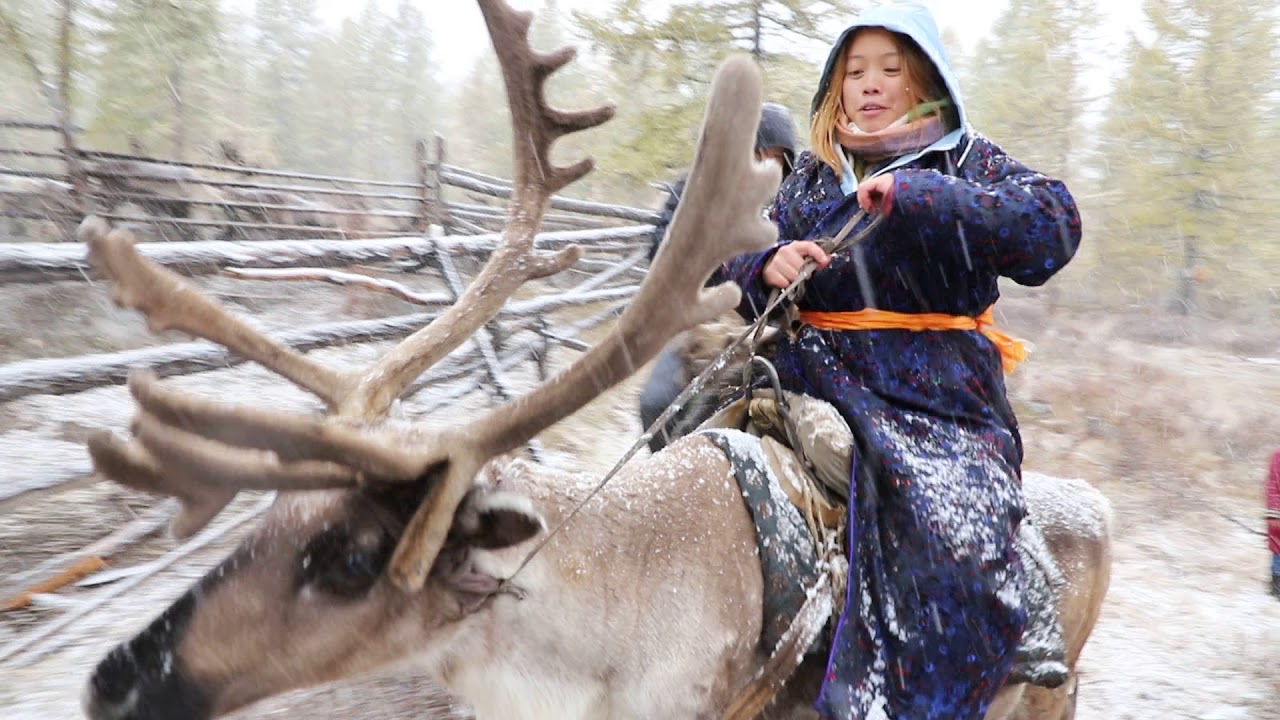 Reindeer riding in Mongolia near Russia border under snow falls - rare ...
