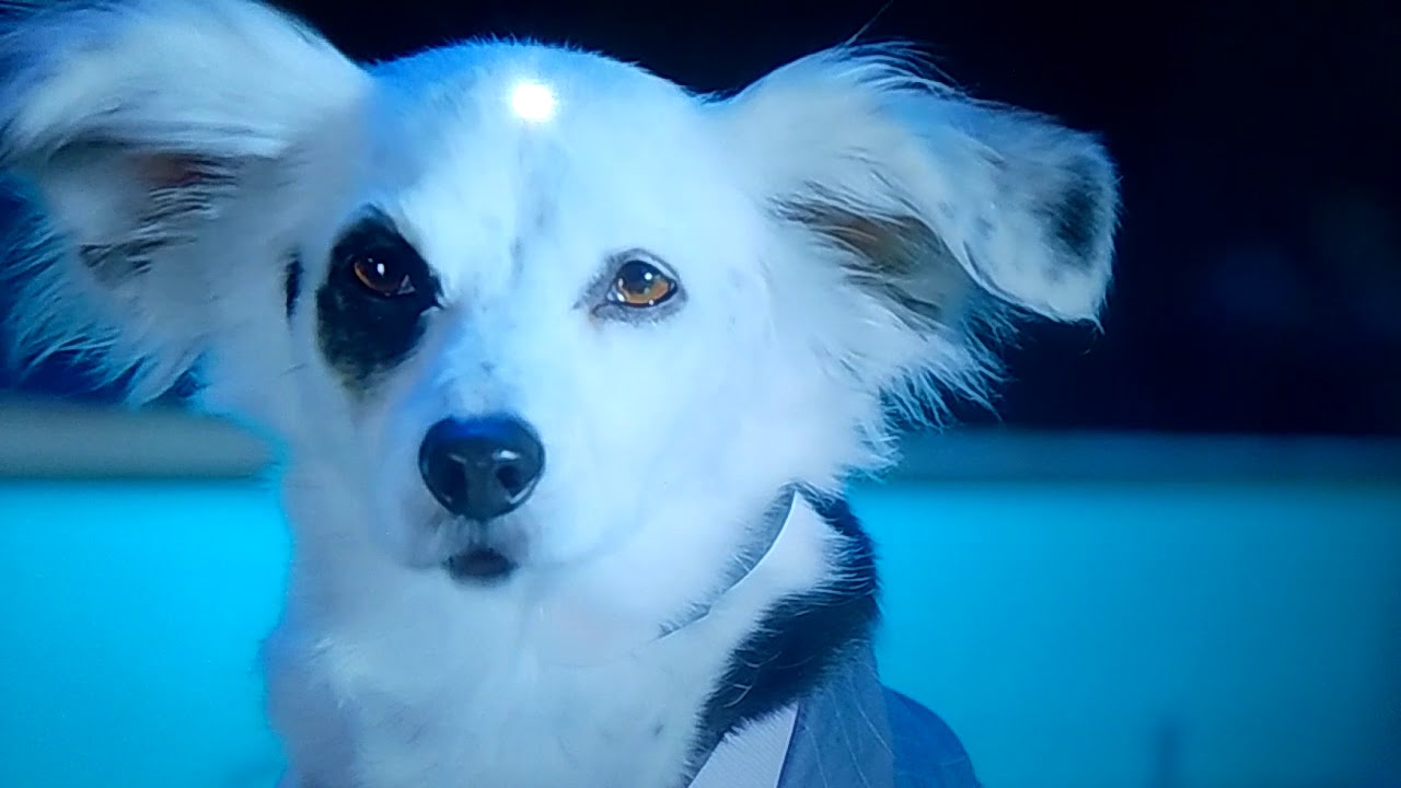 Pup star song - YouTube