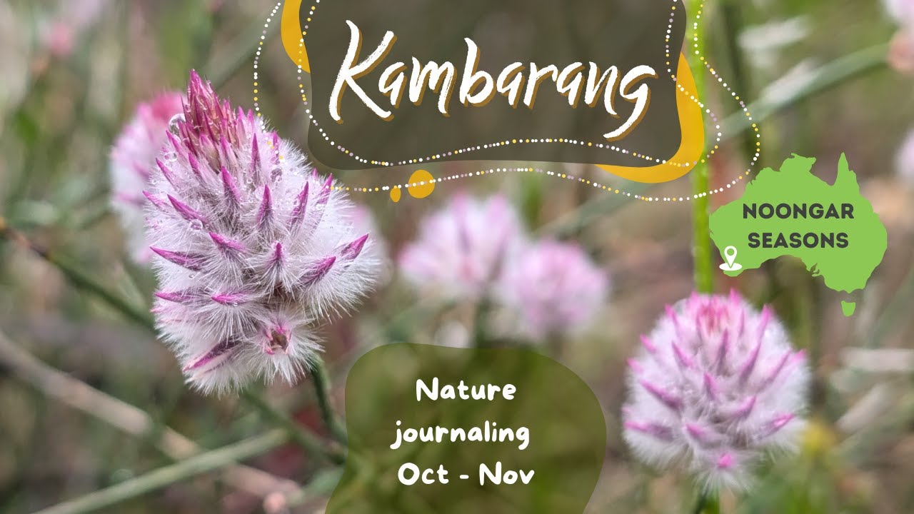 Kambarang | Noongar Seasons // Episode 6 - YouTube