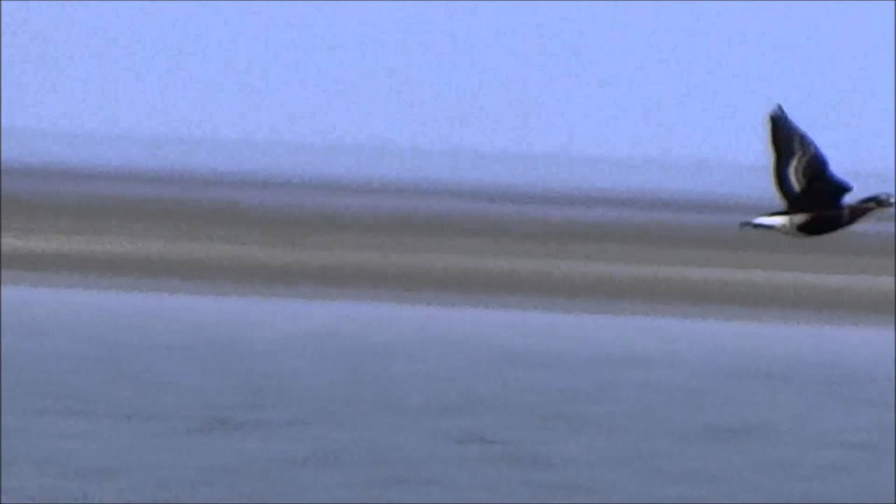 Rare/ Zeldzaam: RED-breasted Goose flying / Roodhalsgans vliegt (Branta ...