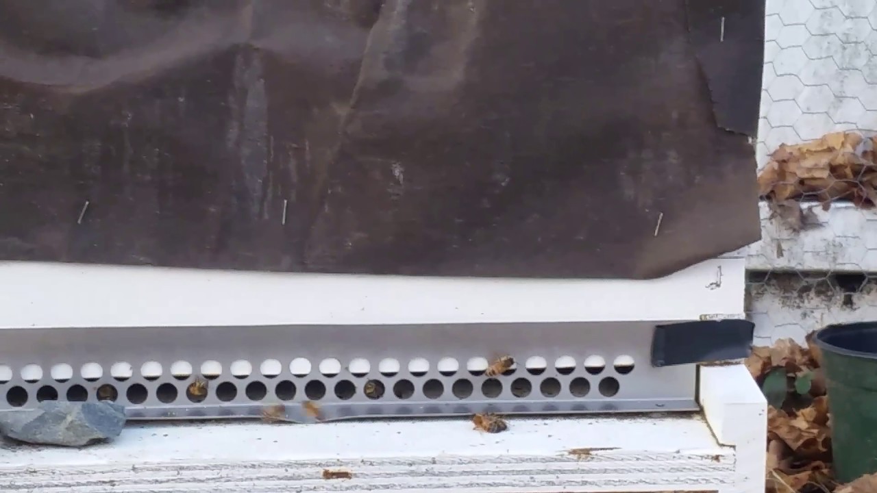 Undertaker bee - YouTube