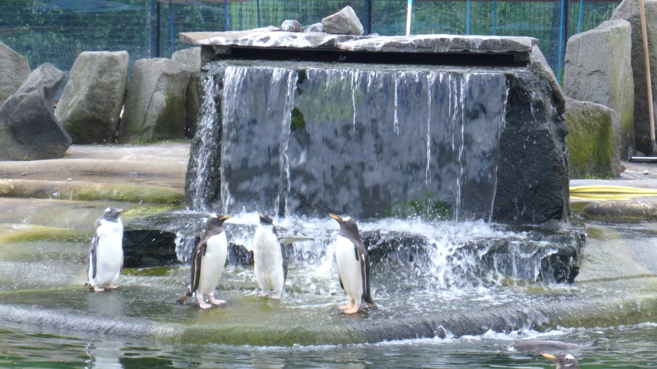 Penguins at Edinburgh Zoom - Panasonic Lumix FT7 4K Video - YouTube