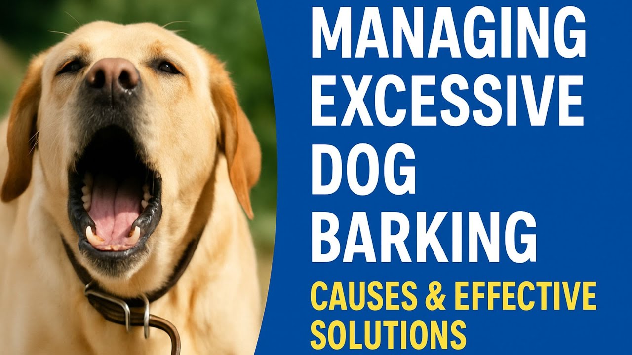 Managing Excessive Dog Barking | Causes & Effective Solutions - YouTube