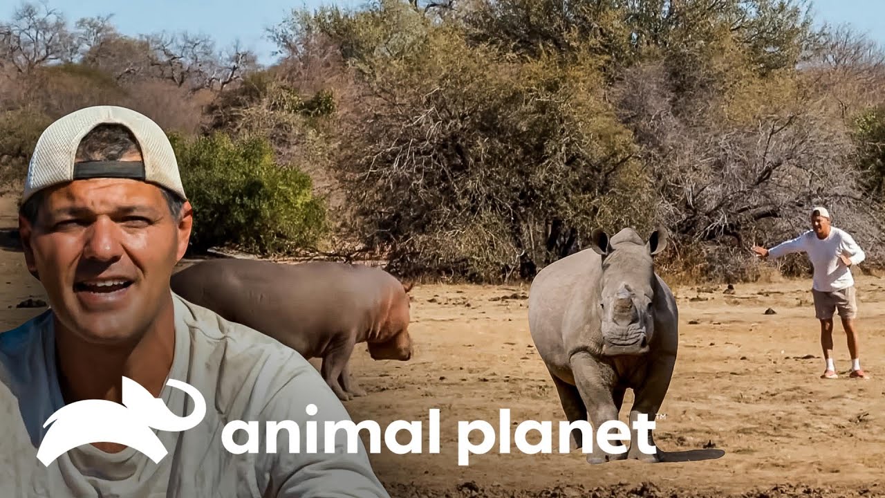 Frank se enfrenta a hipopótamos y rinocerontes | Wild Frank | Animal ...